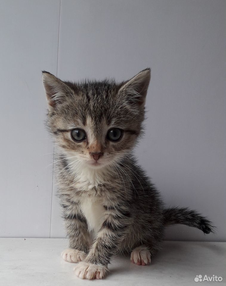 Нюша,1,5 месяца,ищет семью