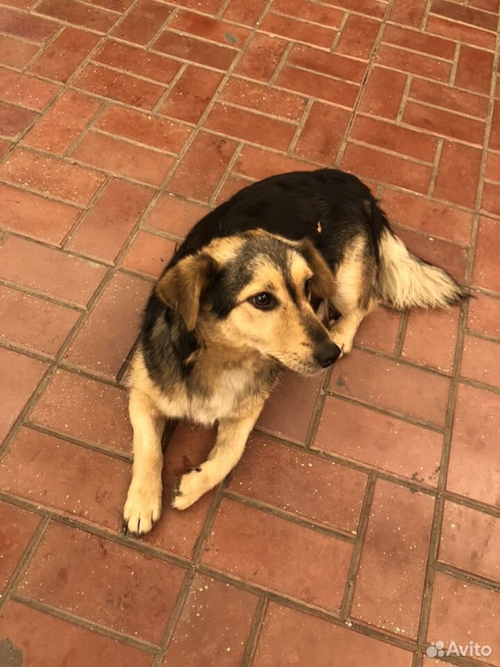 Пёс барманым