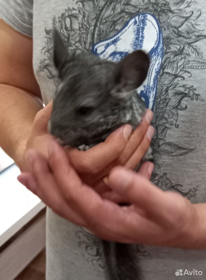Шиншилла девочка