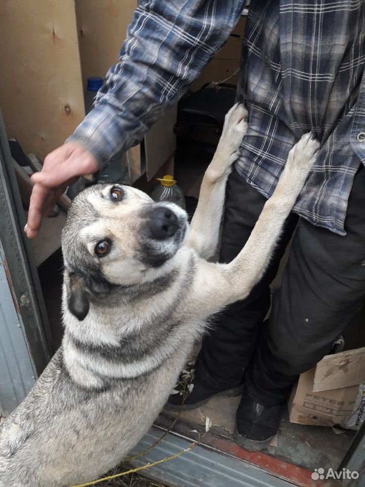 Ищем хозяина