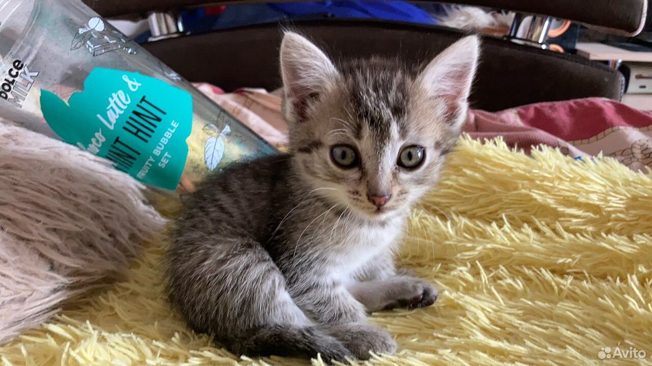 Кошка