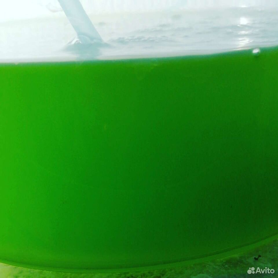 Нанохлоропсис