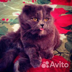 Шотландская веслоухая в добрые руки