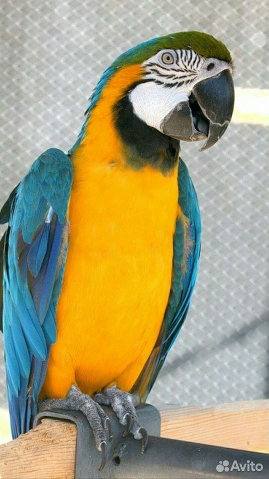 Попугай Гоша