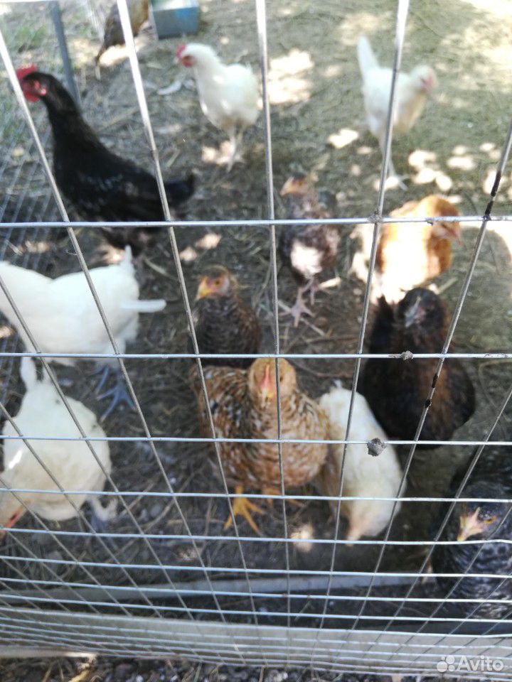 Кролики, индоутки, куры, фазаны