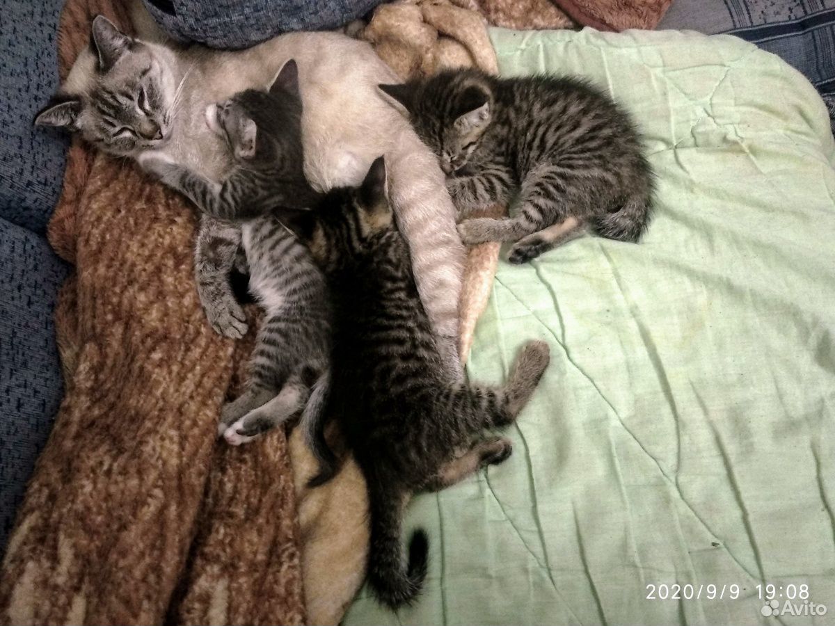Кошка