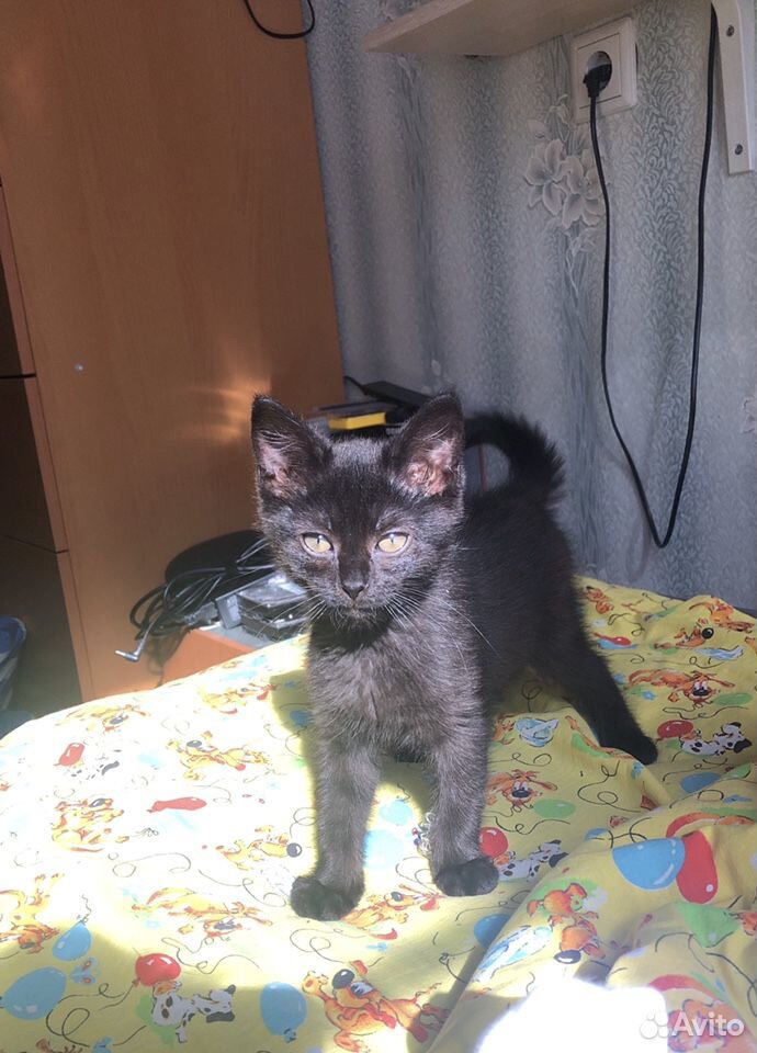 Кот