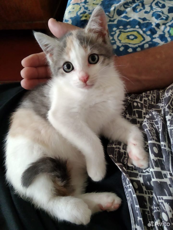 Отдам котенка 1,5месяца, девочка