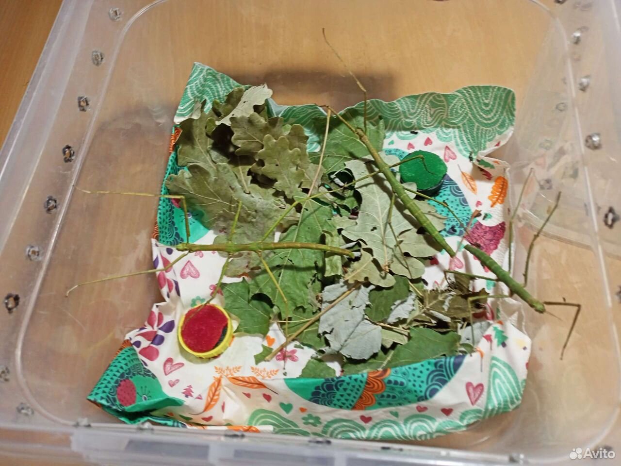 Анамские Палочники