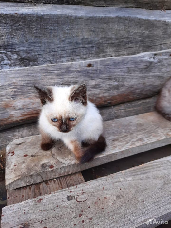 Котята ищут дом и надежного друга