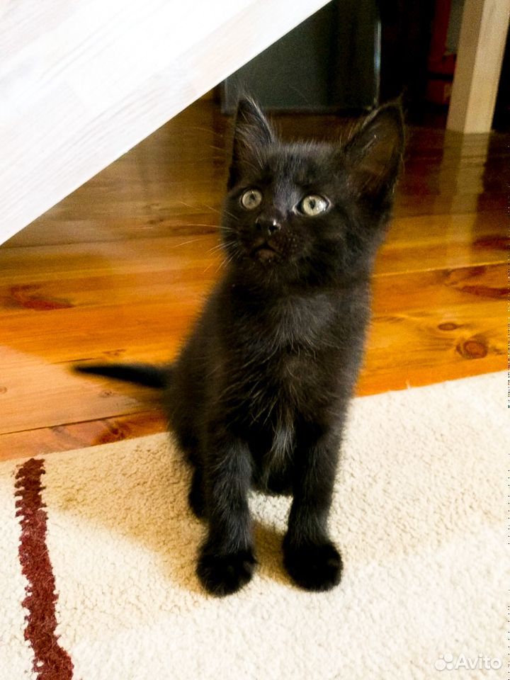 Отдам котенка