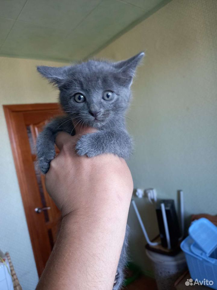 Котенок