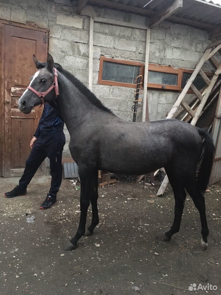 Арабская лошадь