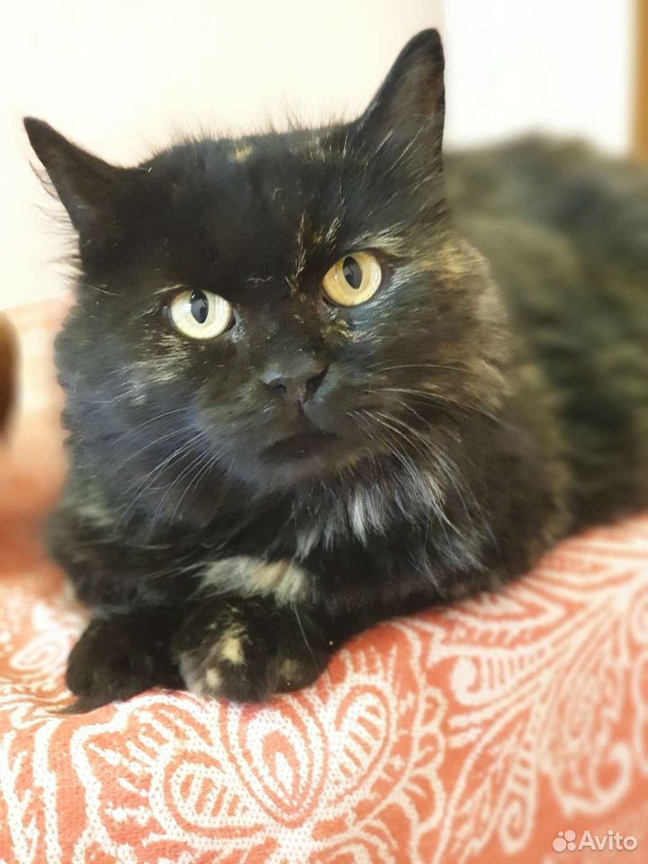 Кошка Матрешка