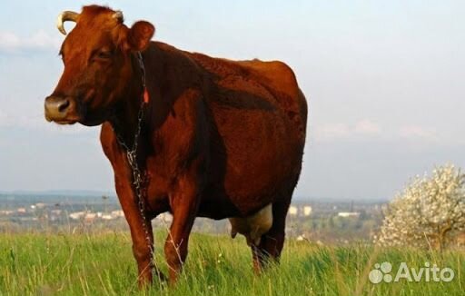 Продается корова и бычки