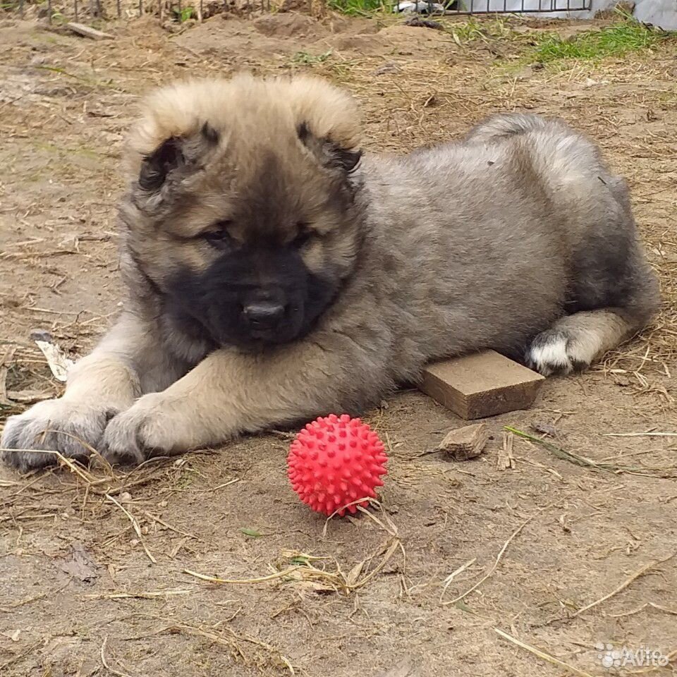 Щенки Кавказца