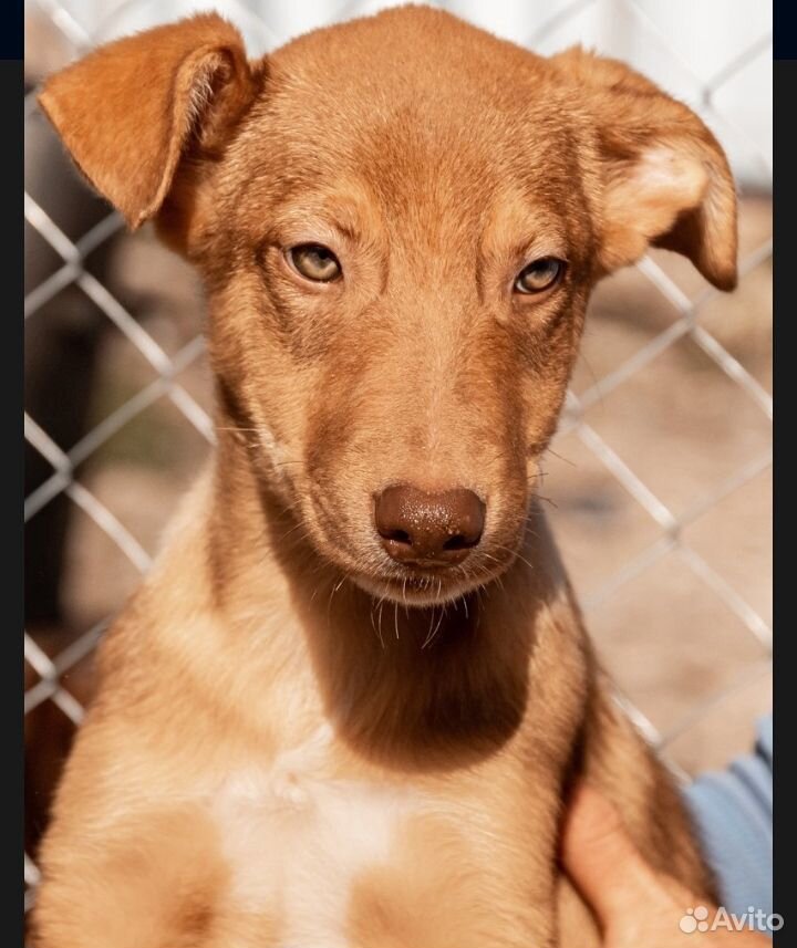 Чудо шоколадно-молочное мальчик 3 месяца