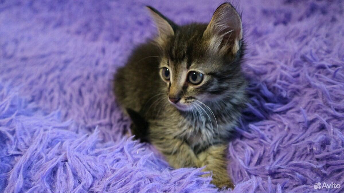Котенок яркого полосатого окраса, девочка 1,5 меся