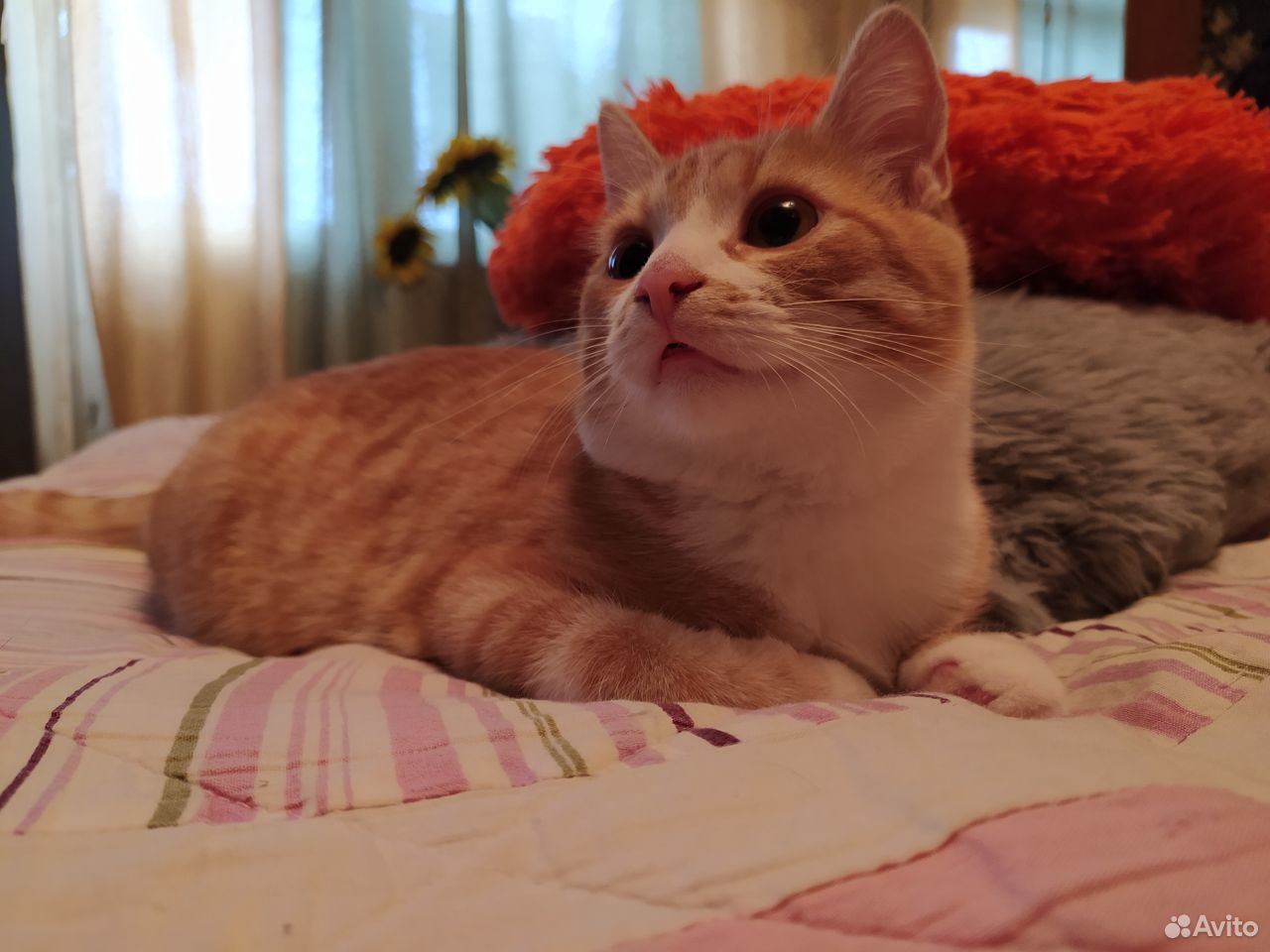 Кошка