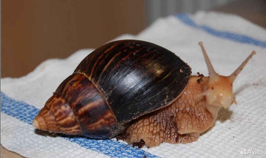 Улитка ахатина взрослая