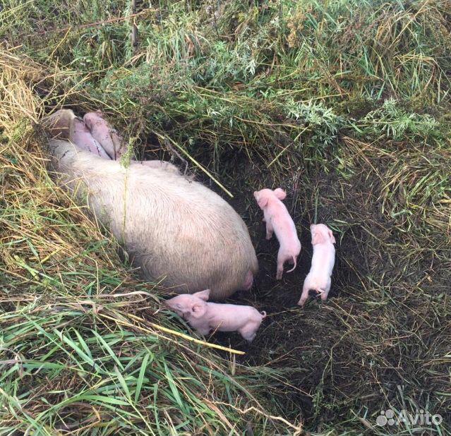 Свиноматка с поросятами