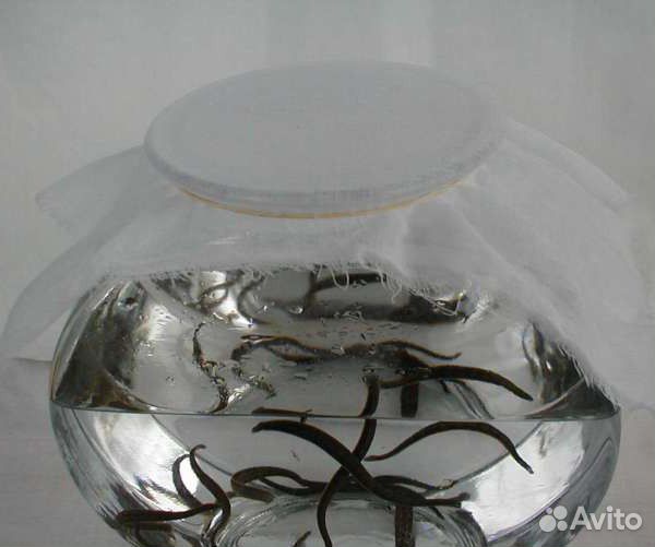 Пиявки, пиявка