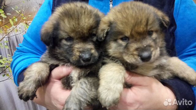 Щенки аля кавказята