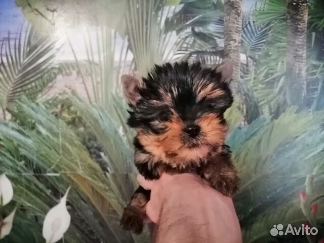 Мини мальчик Гоша