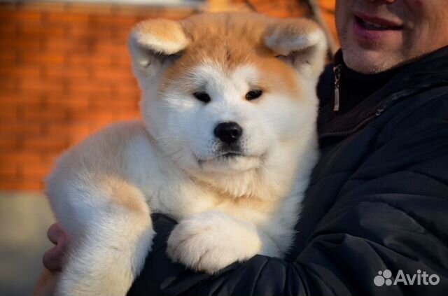 Щенки акита 3.5мес