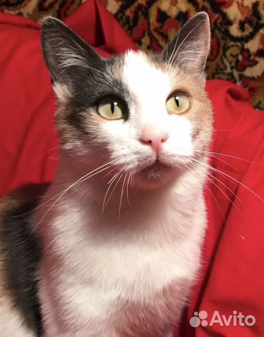 Трехцветная кошечка Василиса 11 месяцев в добрые р