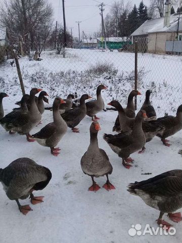 Крупные серые гуси