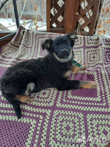 Щенок в добрые руки