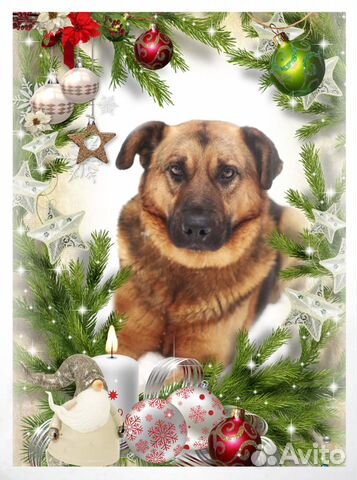 Добряк Бой в поисках дома