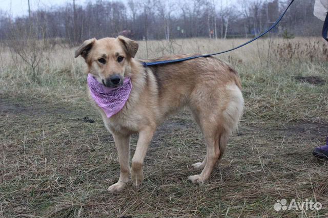 Собака Лиза из приюта ищет дом