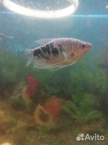 Рыбка пятнистый гурами