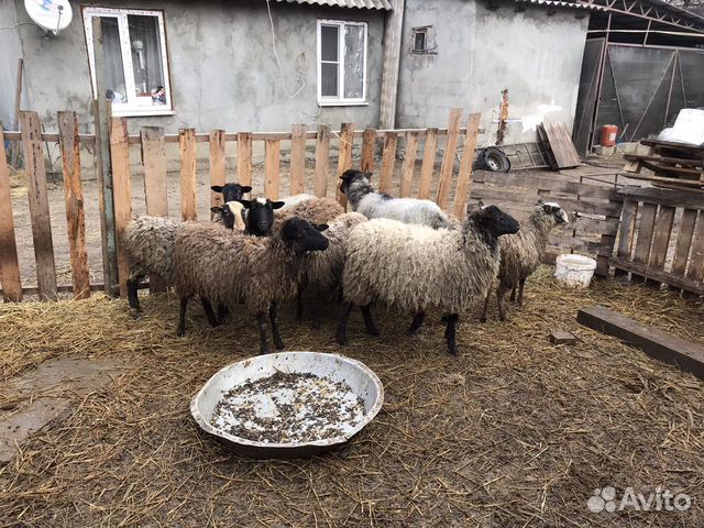 Овцематки романовские