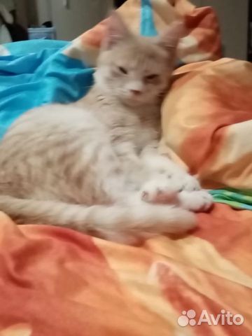Котик