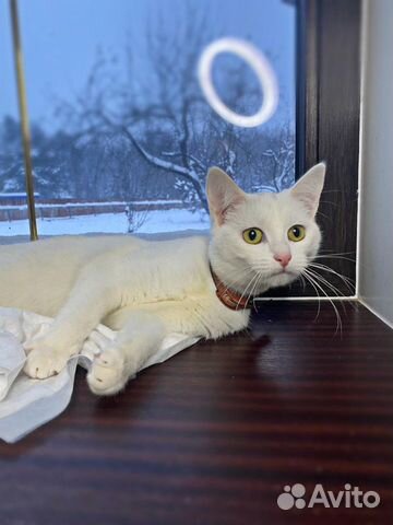 Шикарный котенок Алика ищет дом