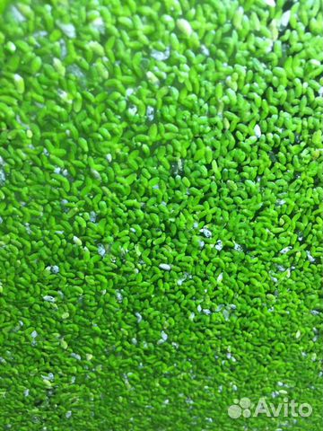 Ряска, водоросли