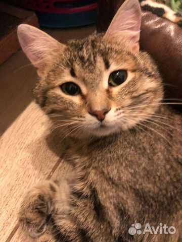 Кот Марусь 7 месяцев