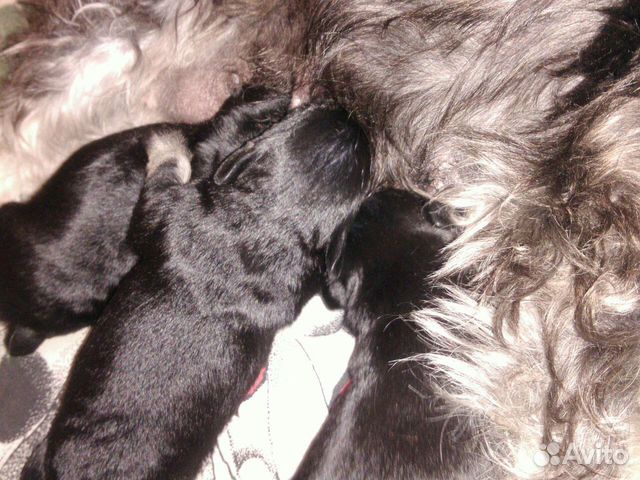 Цвергшнауцер щенок