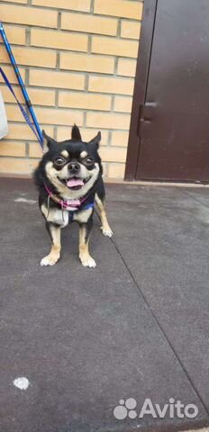 Вязка чихуахуа