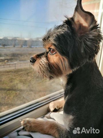 Вязка, йоркширский терьер, чистокровный кобель