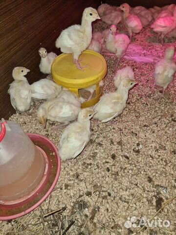 Индюшата Хайбрид Конвертер