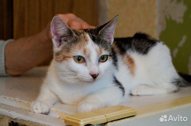 Кошечка Джес в добрые руки