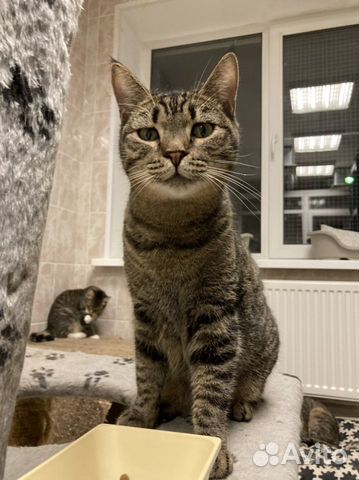 Кошка, 3 года