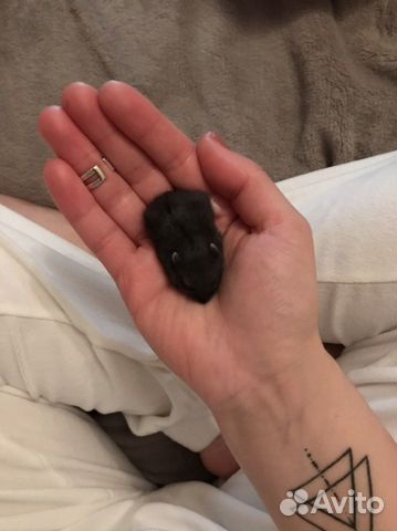 Джунгарский хомяк