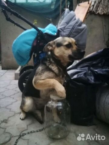 Ласковая собака