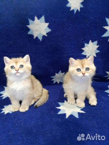 Милые котята Золотые британцы