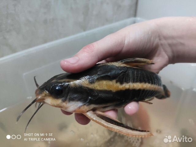 Платидорас, сом-полосатик